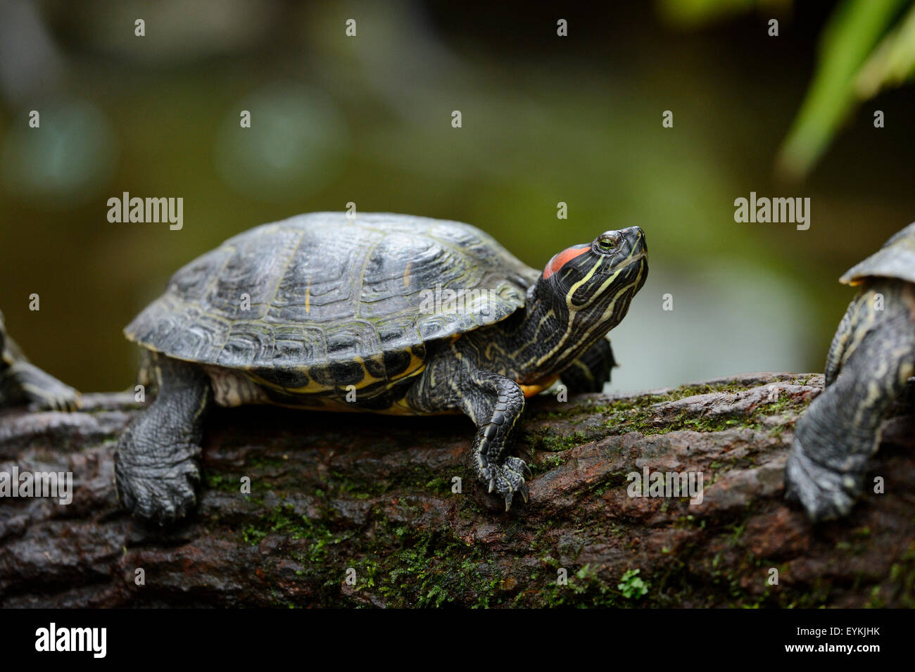 Tortue terrestre vue de dessous Banque de photographies et d’images à ...