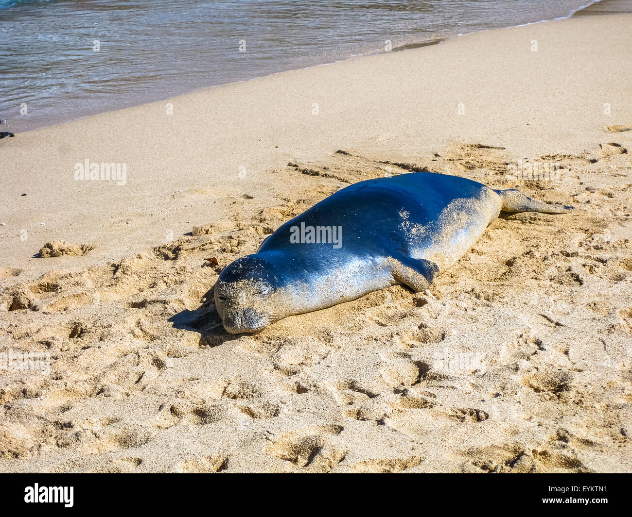 Phoque moine plage des animaux en voie de disparition Banque d'image et ...