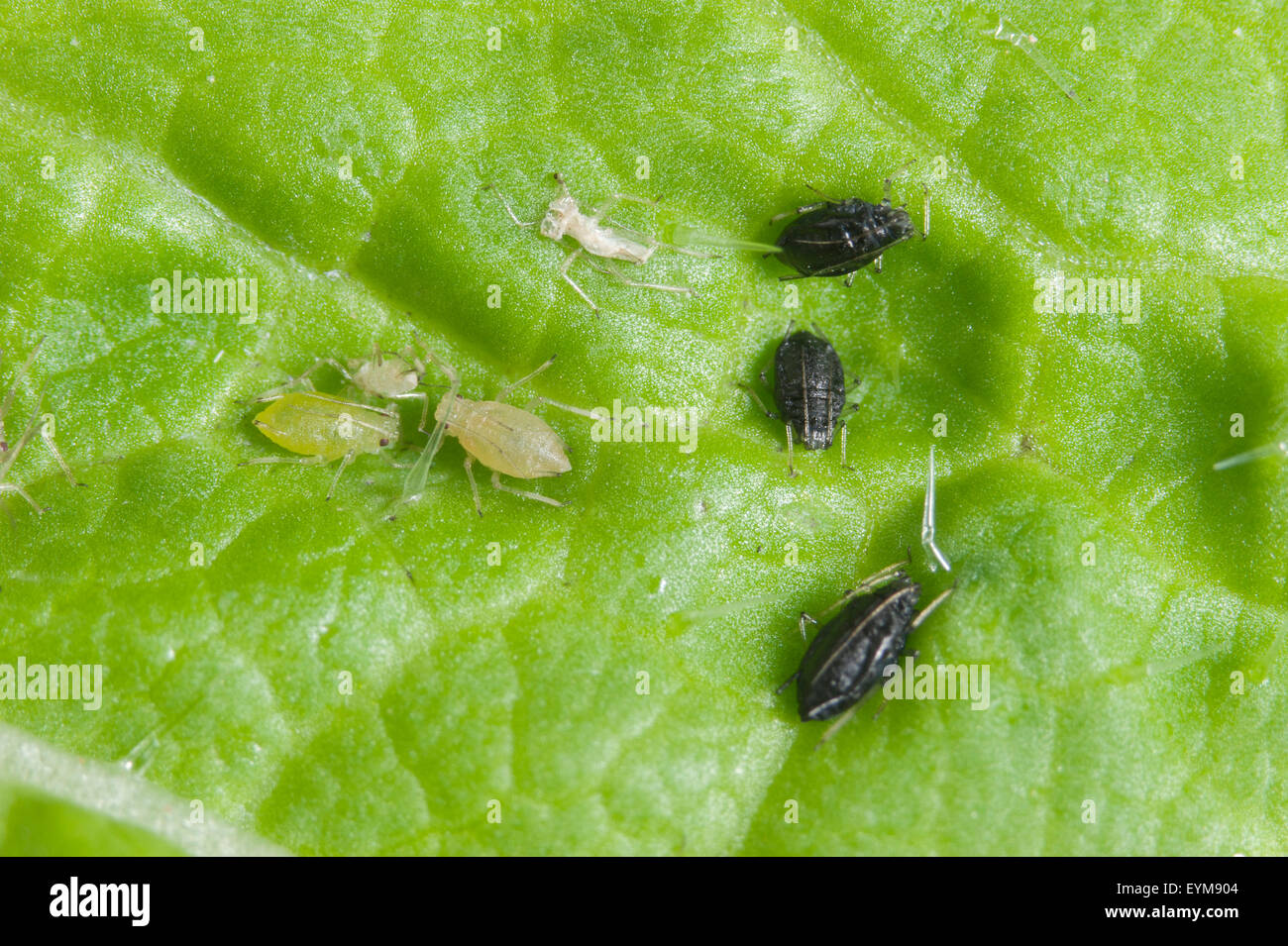 Parasite de pucerons Banque de photographies et d’images à haute ...