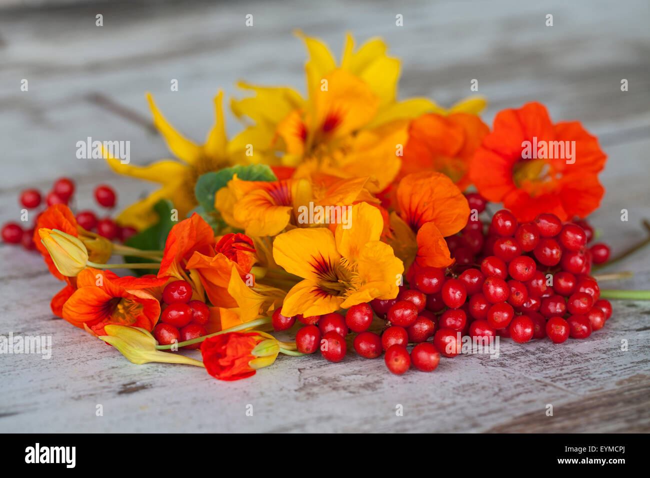 Capucine rouge Banque de photographies et d’images à haute résolution ...