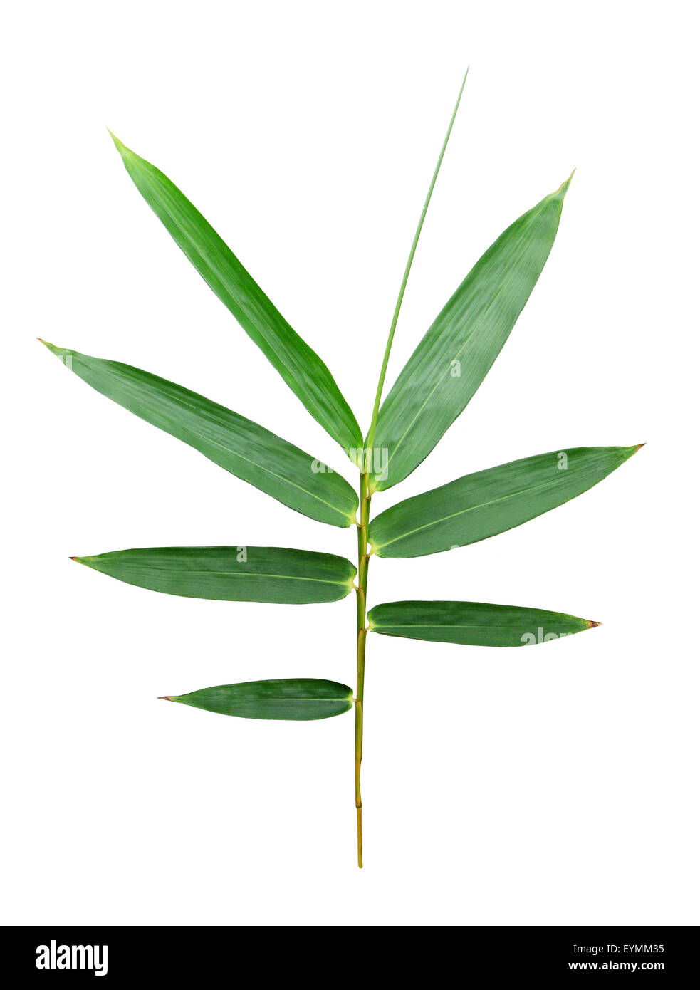 Feuilles de bambou Banque de photographies et d’images à haute ...