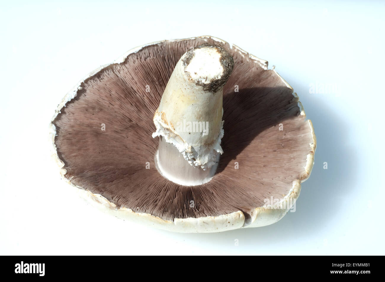 Wiesen champignon et feldegerling ou wiesenegerling Banque de ...