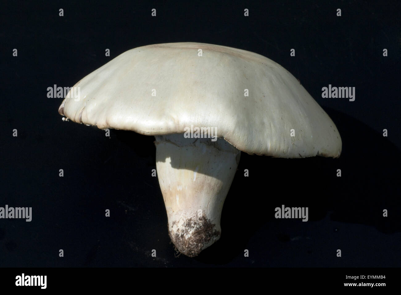 Wiesen champignon et feldegerling ou wiesenegerling Banque de ...