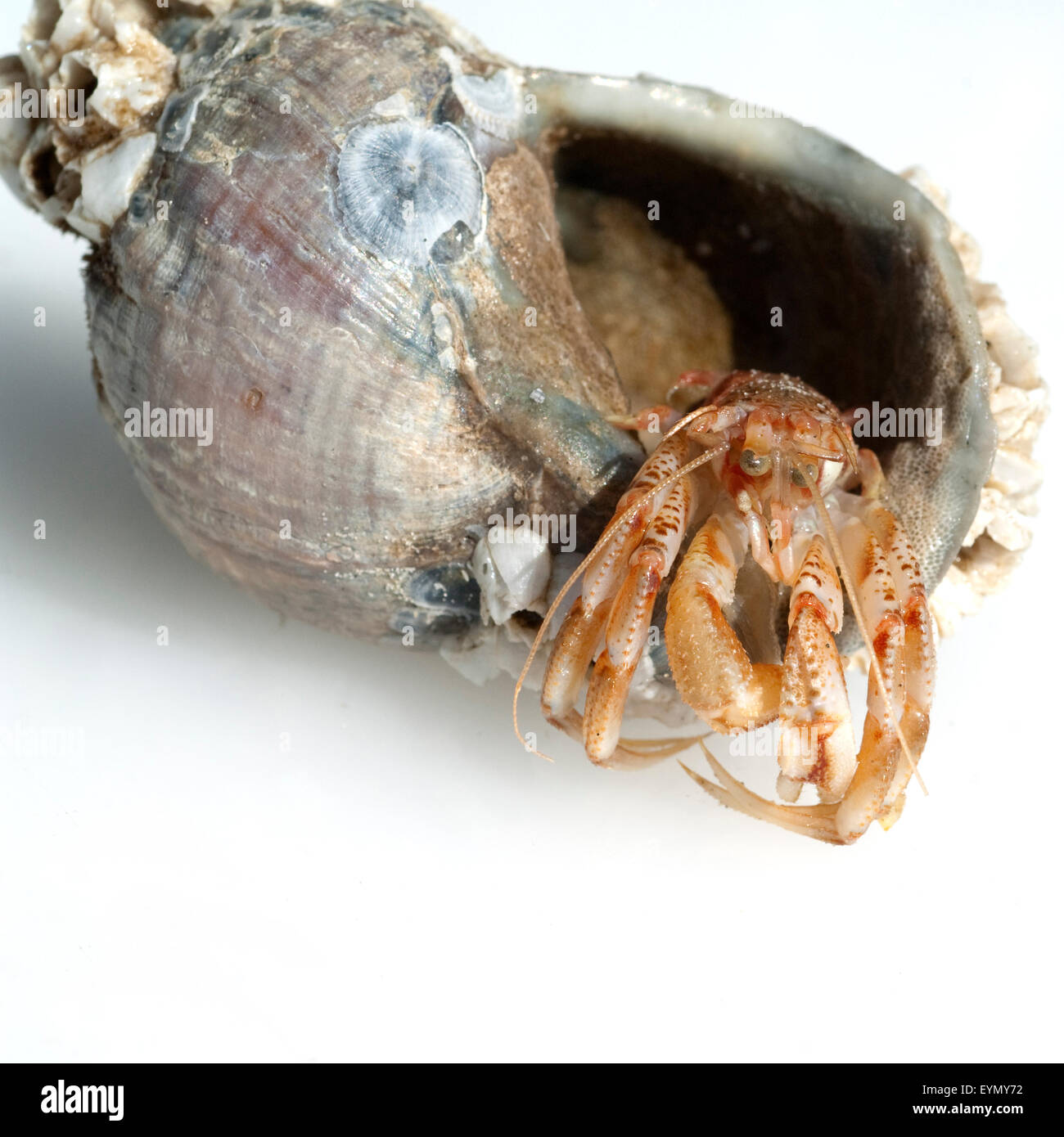 Cancer du pied Banque de photographies et d’images à haute résolution ...