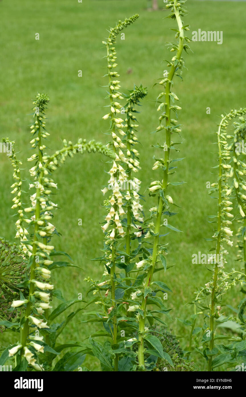 Digitalis lutea Banque de photographies et d’images à haute résolution ...