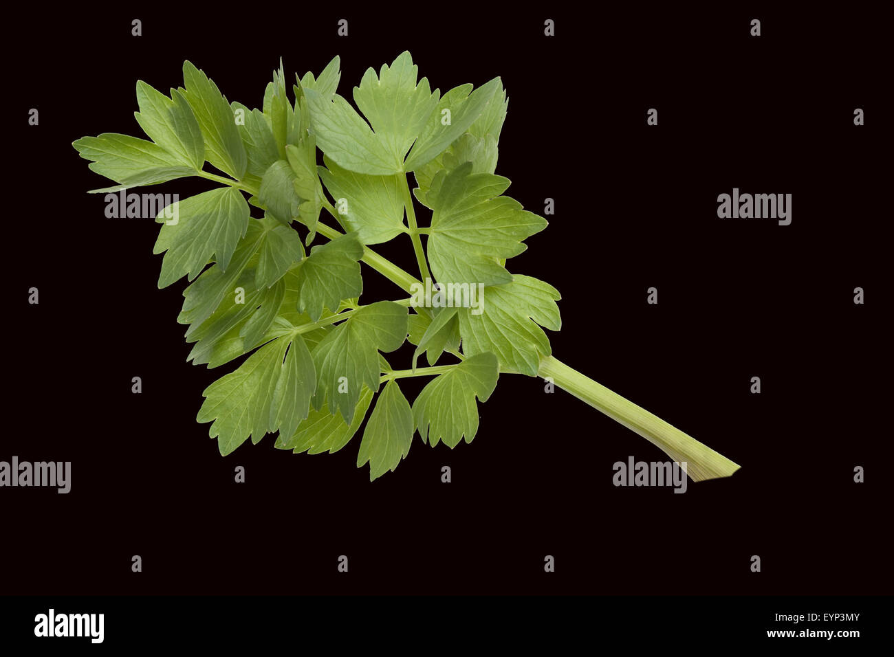 Maggikraut levisticum officinale Banque de photographies et d’images à ...