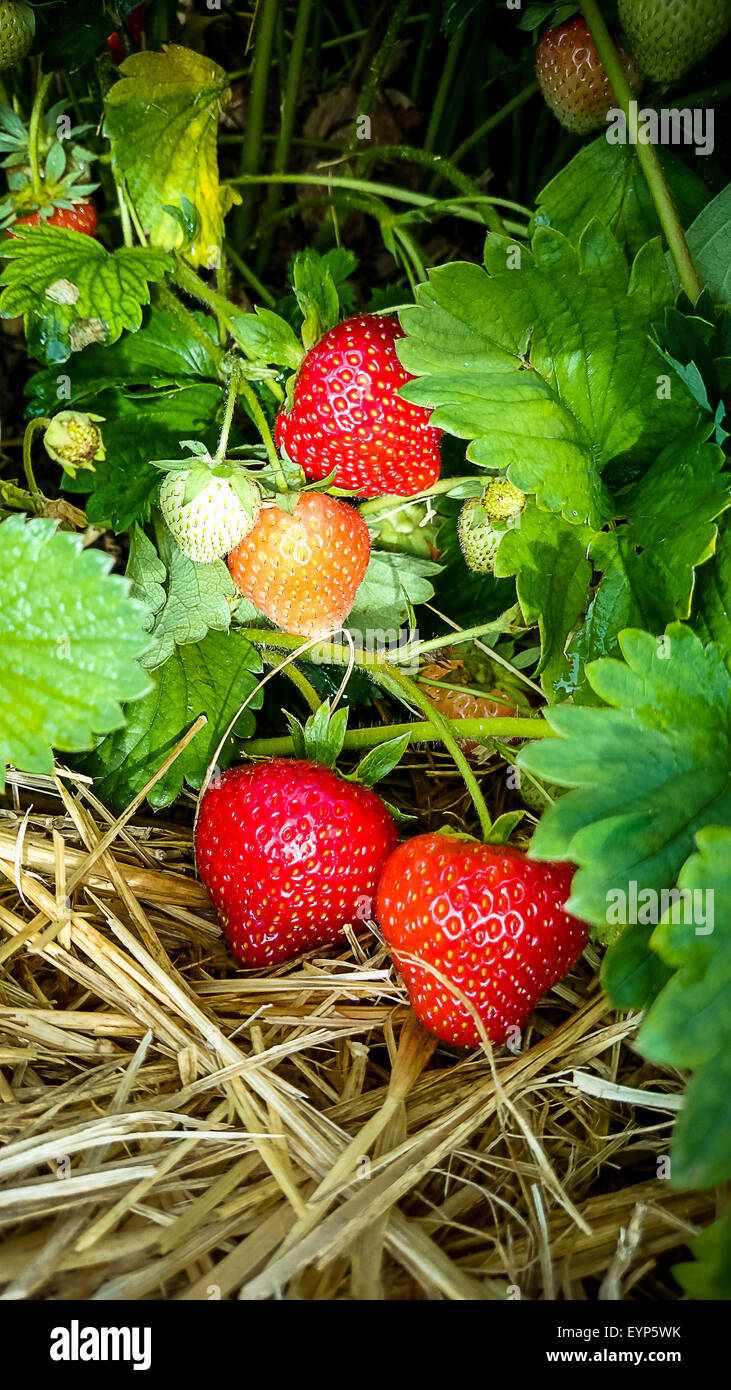 Fraises de jardin Banque de photographies et d’images à haute ...