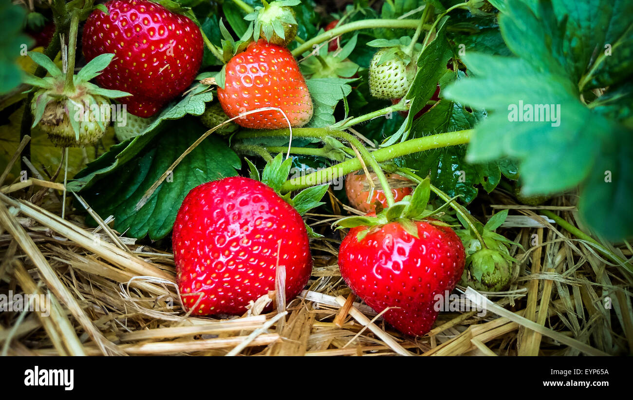 Fraises bio fraises champ fraises agriculture Banque de photographies ...