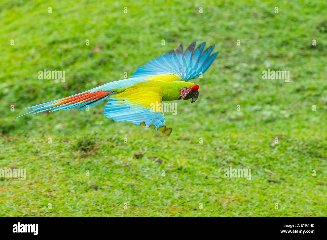Ara vert Banque de photographies et d’images à haute résolution - Alamy