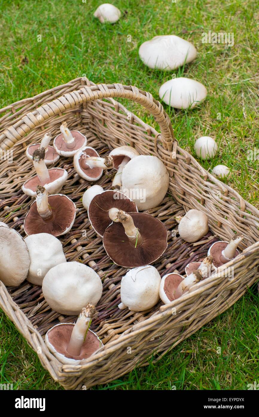 Champignon des prés Banque de photographies et d’images à haute ...