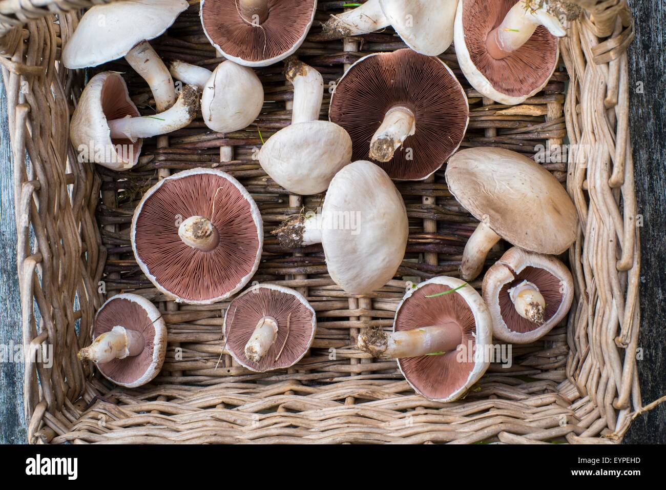 Cueillir des champignons Banque de photographies et d’images à haute ...