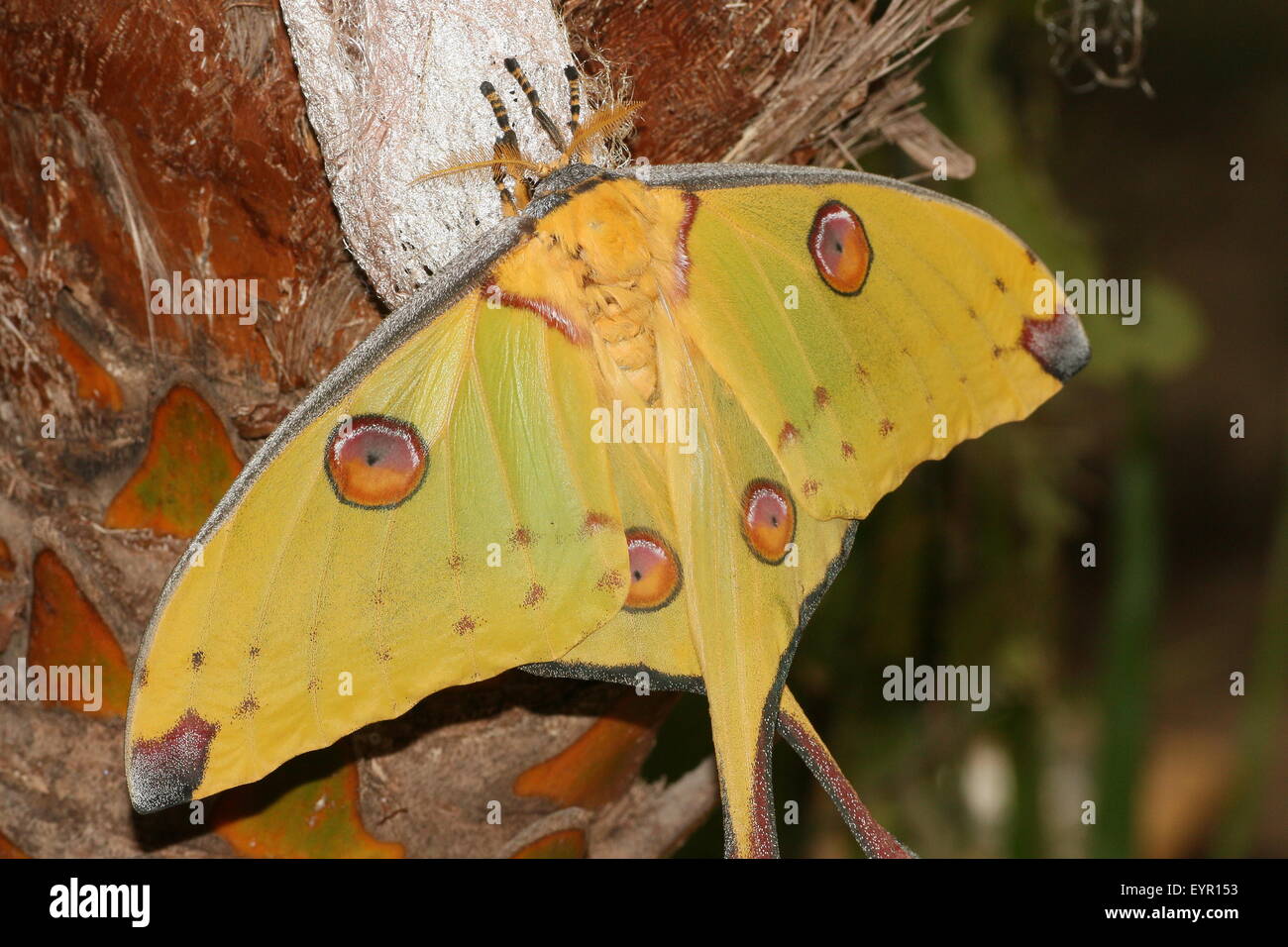 Le plus grand papillon du monde Banque de photographies et d’images à ...