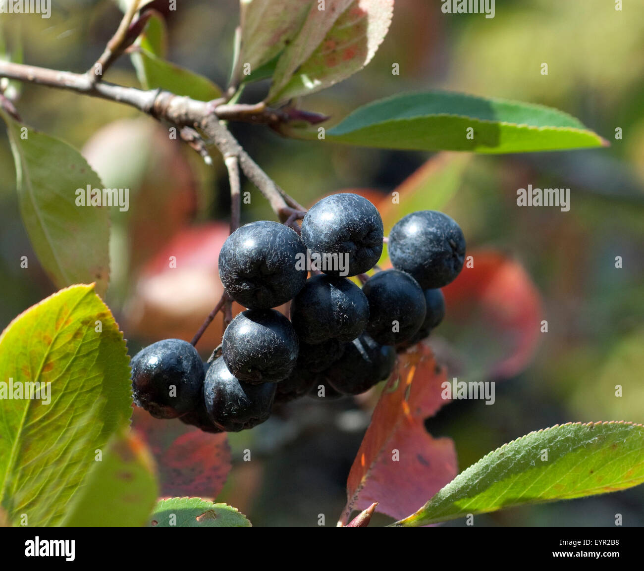 Aronia melanocarpa Banque de photographies et d’images à haute ...