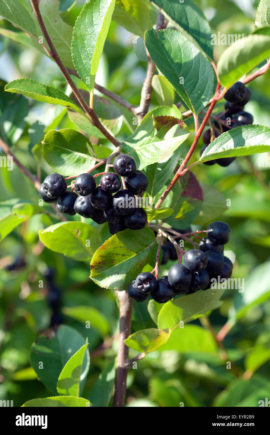 Aronia melanocarpa Banque de photographies et d’images à haute ...