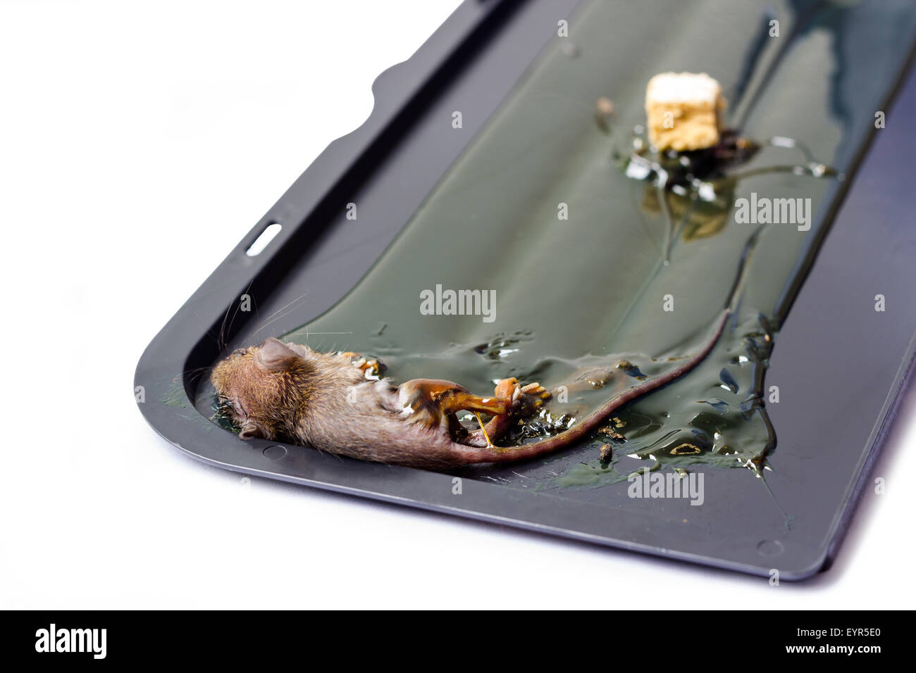 Petite souris morte sur bac piégés sur fond blanc et clipping path ...