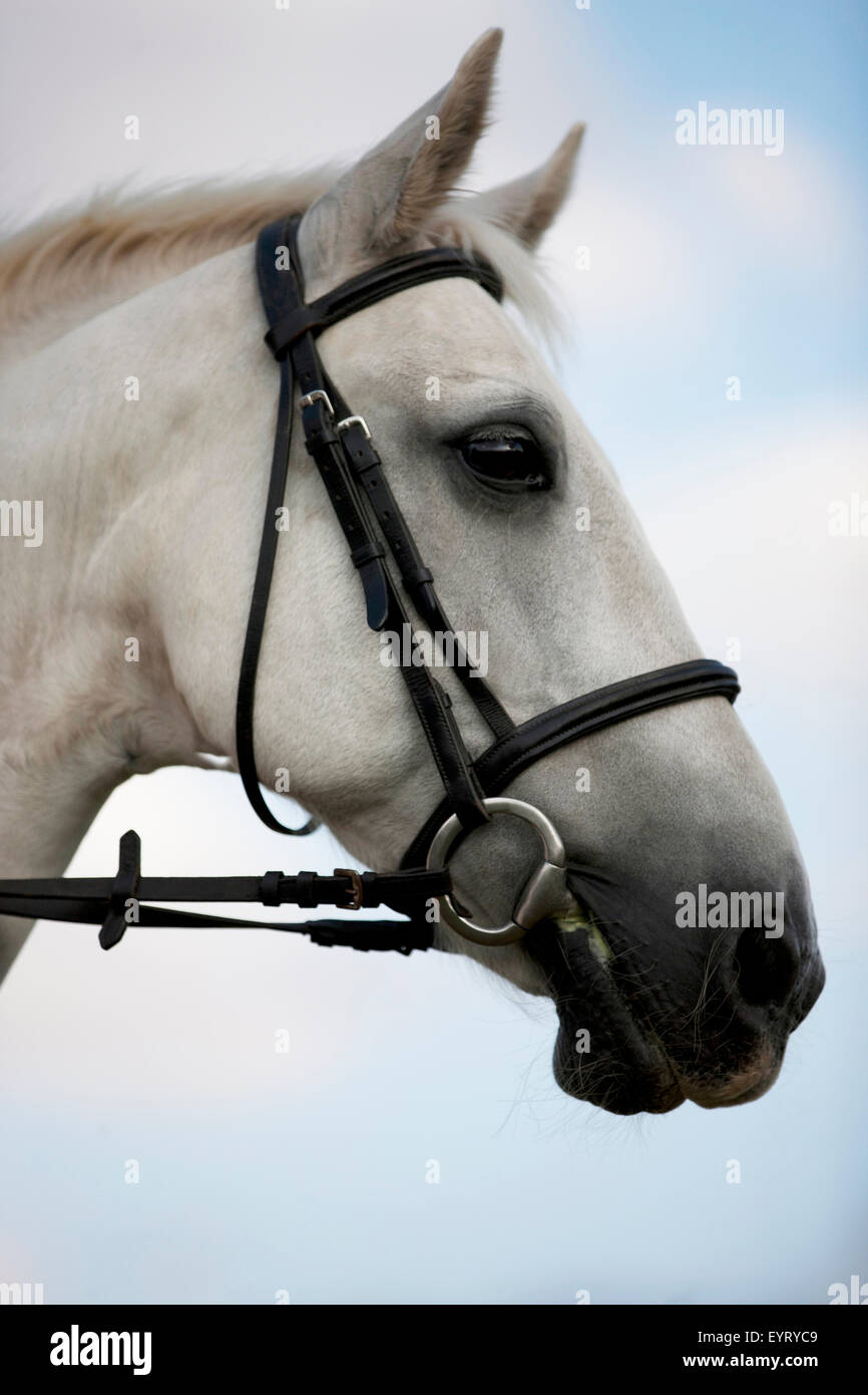 Cheval portant une bride Banque de photographies et d’images à haute ...
