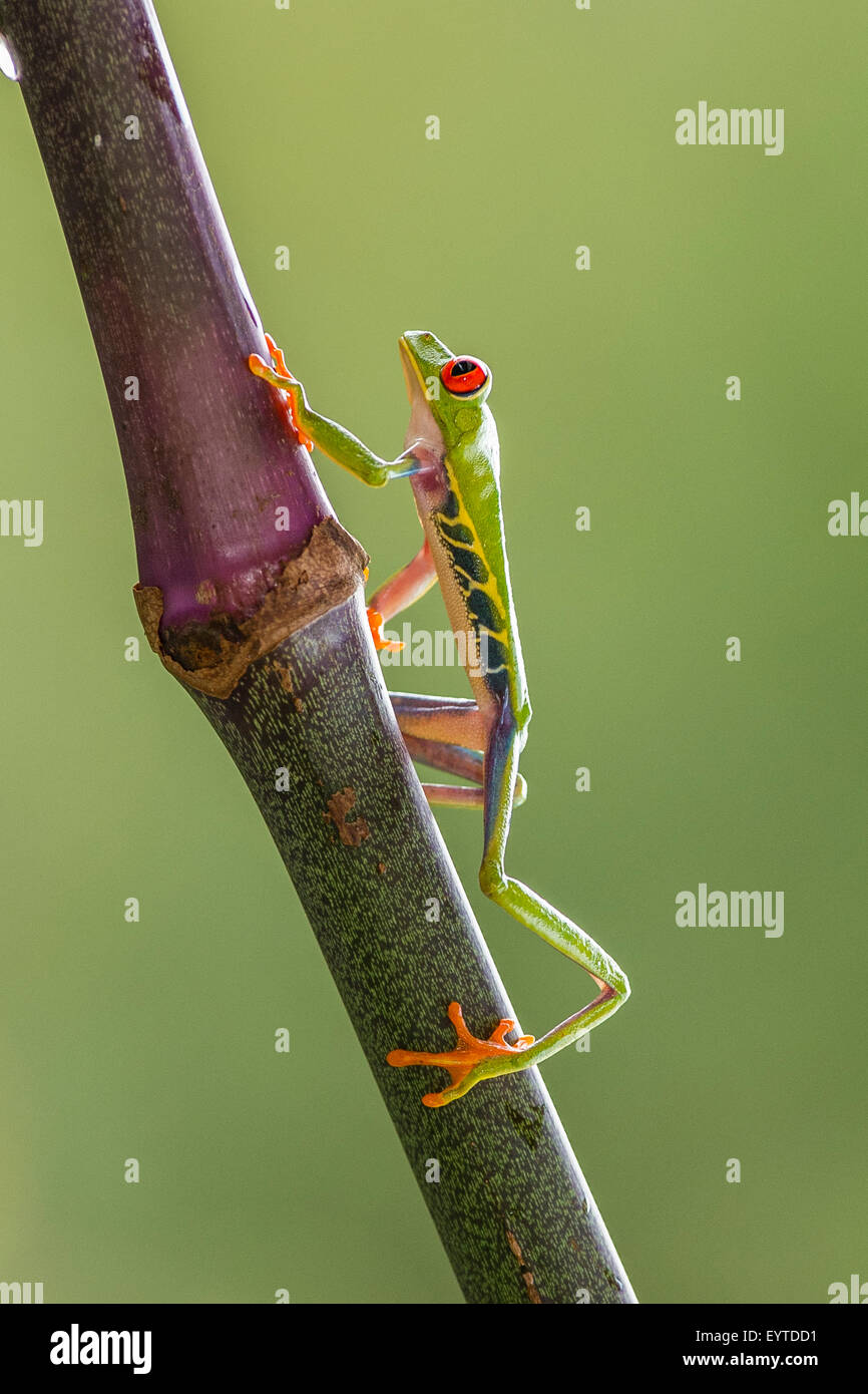 Grenouille grimpante Banque de photographies et d’images à haute ...