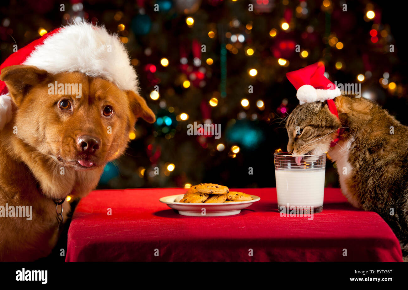 Chien et chat mangent ensemble Banque de photographies et d’images à ...