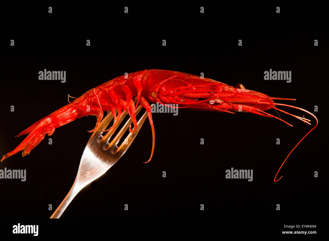 Crevettes rouges Banque de photographies et d’images à haute résolution ...