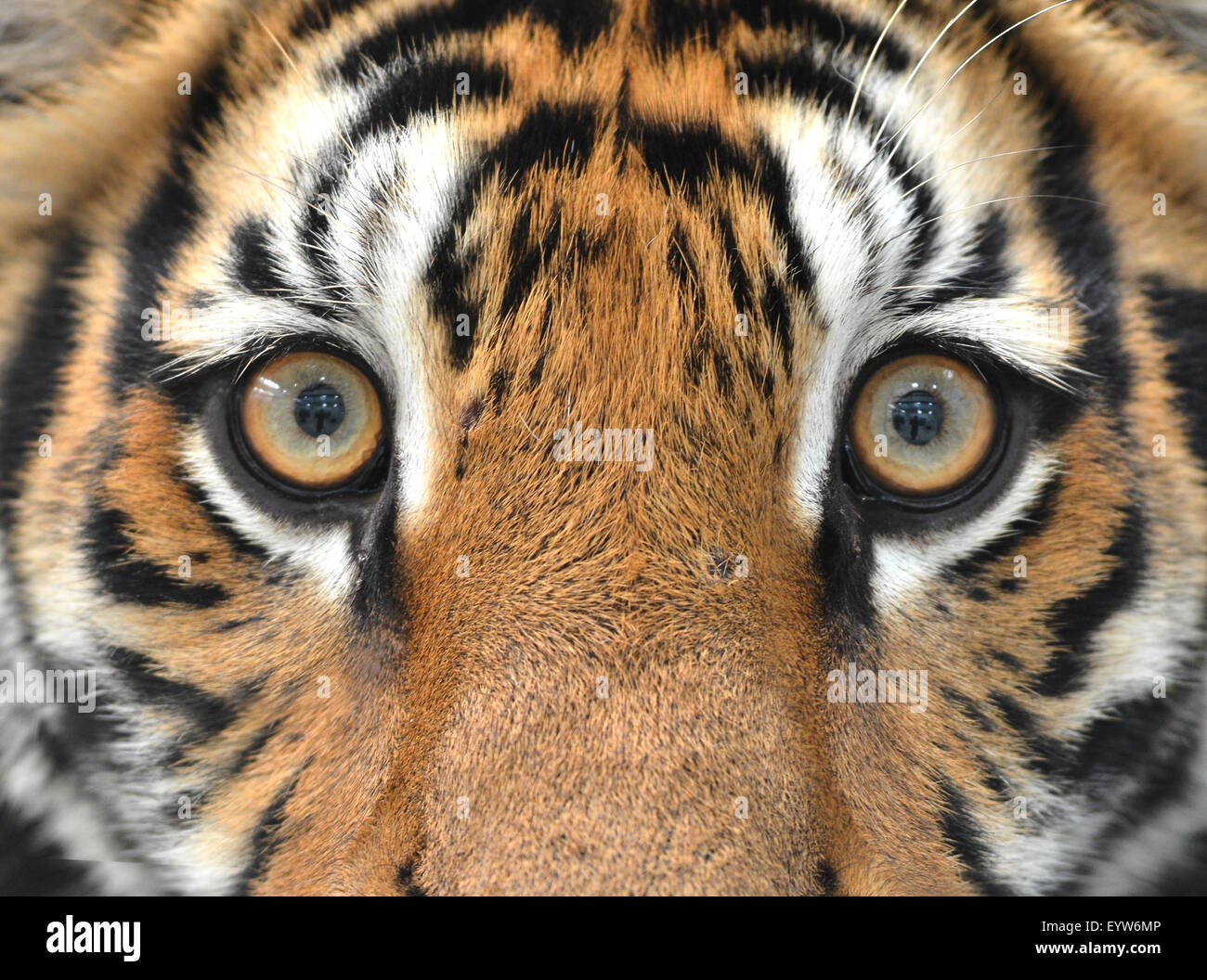 Eyes tiger store