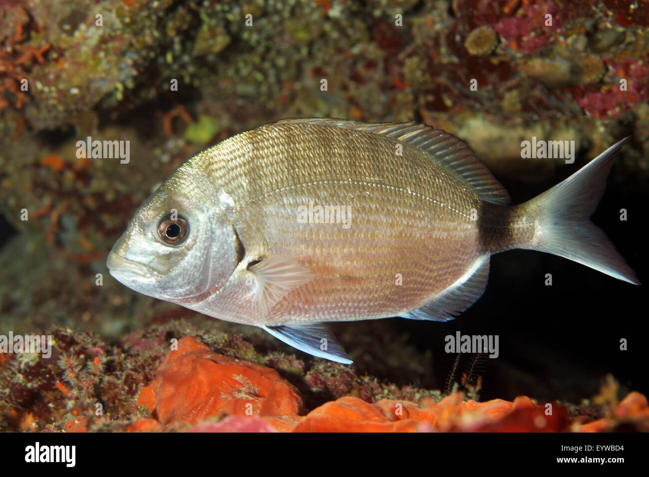 Livre blanc de la dorade (Diplodus sargus), Corfou, îles Ioniennes ...