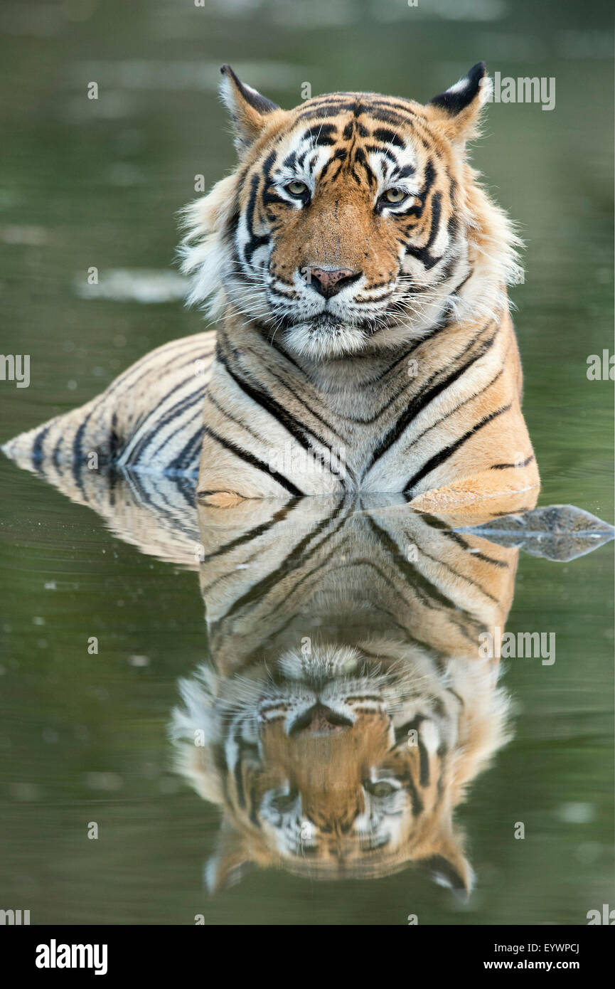 T24 tiger Banque de photographies et d’images à haute résolution - Alamy