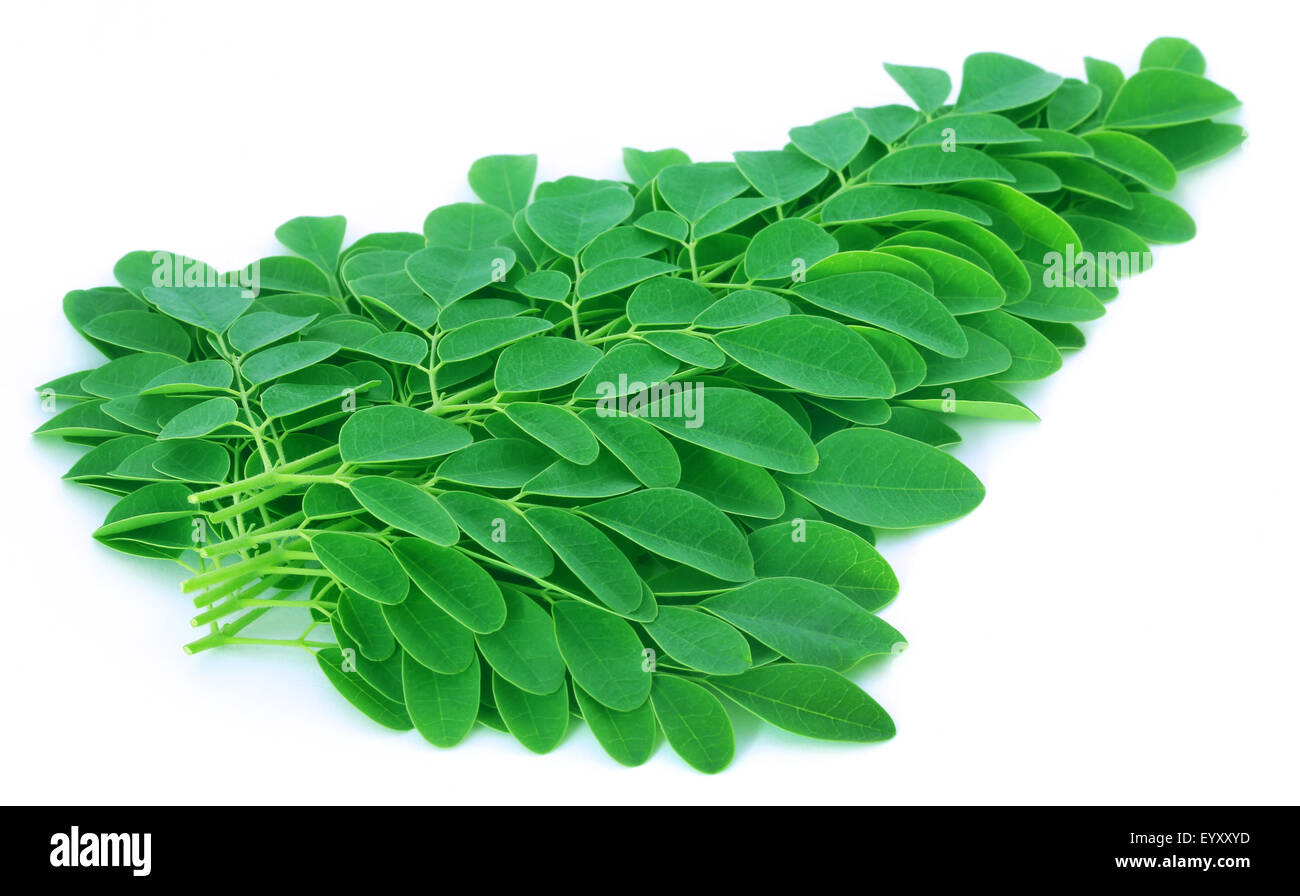 Feuilles de moringa Banque de photographies et d’images à haute ...