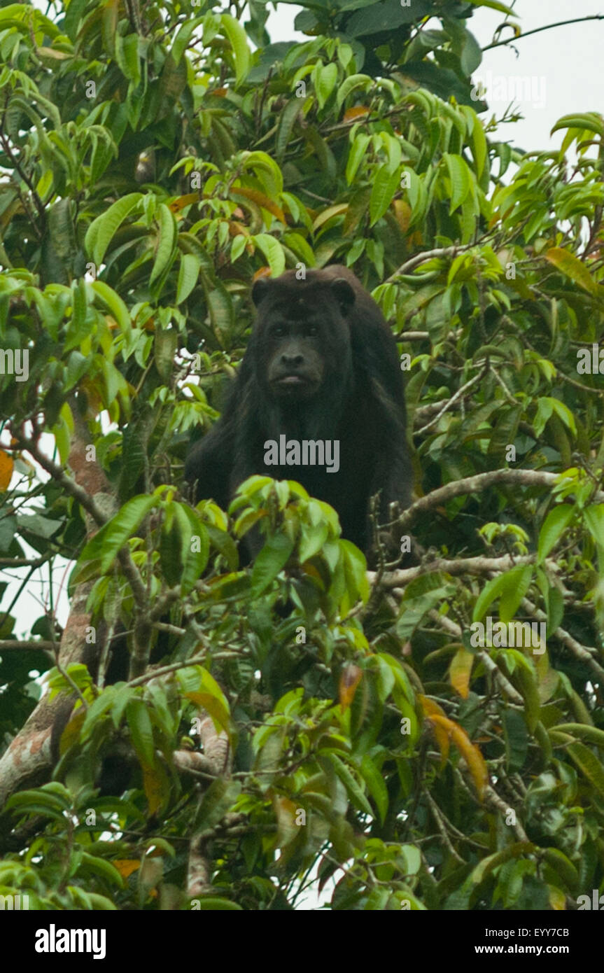 Or noir Banque de photographies et d’images à haute résolution - Alamy