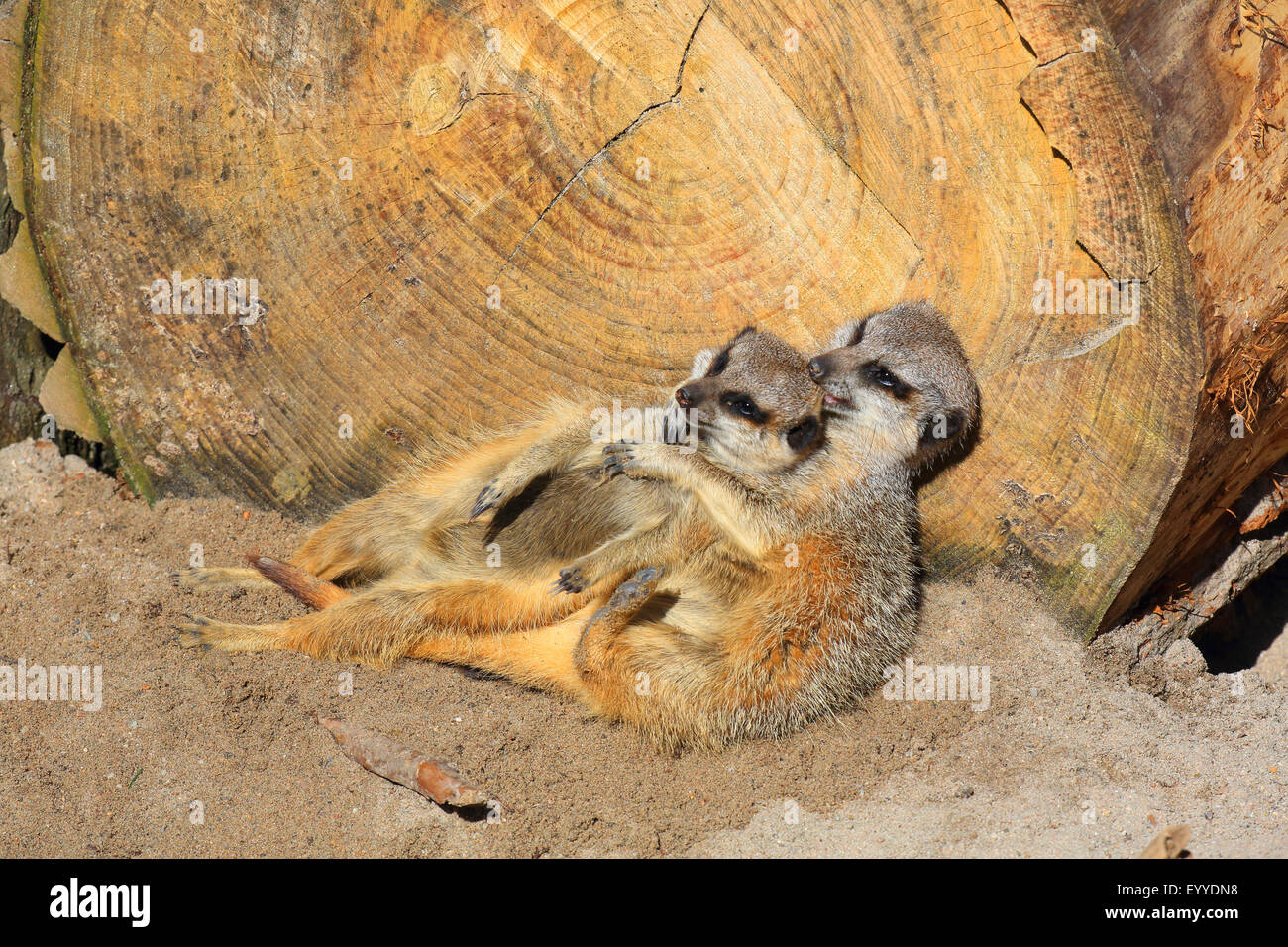 Enceinte de suricate Banque de photographies et d’images à haute ...