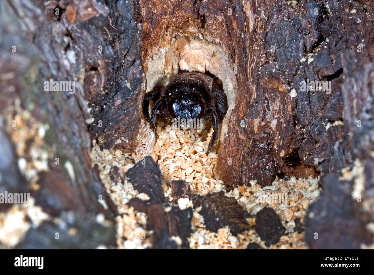 Tronc d'arbre de nid Banque de photographies et d’images à haute ...