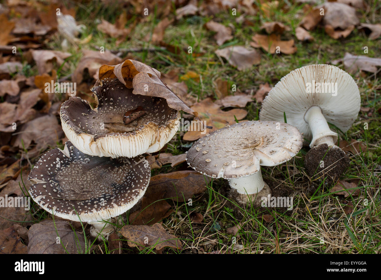 Champignon des prés Banque de photographies et d’images à haute ...