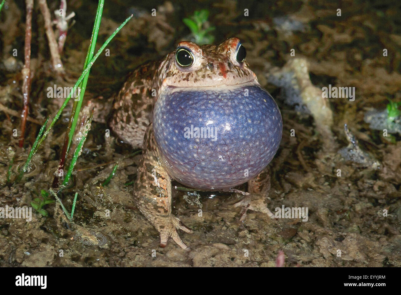 Crapaud calamite, crapaud calamite, British (Bufo calamita), avec un ...