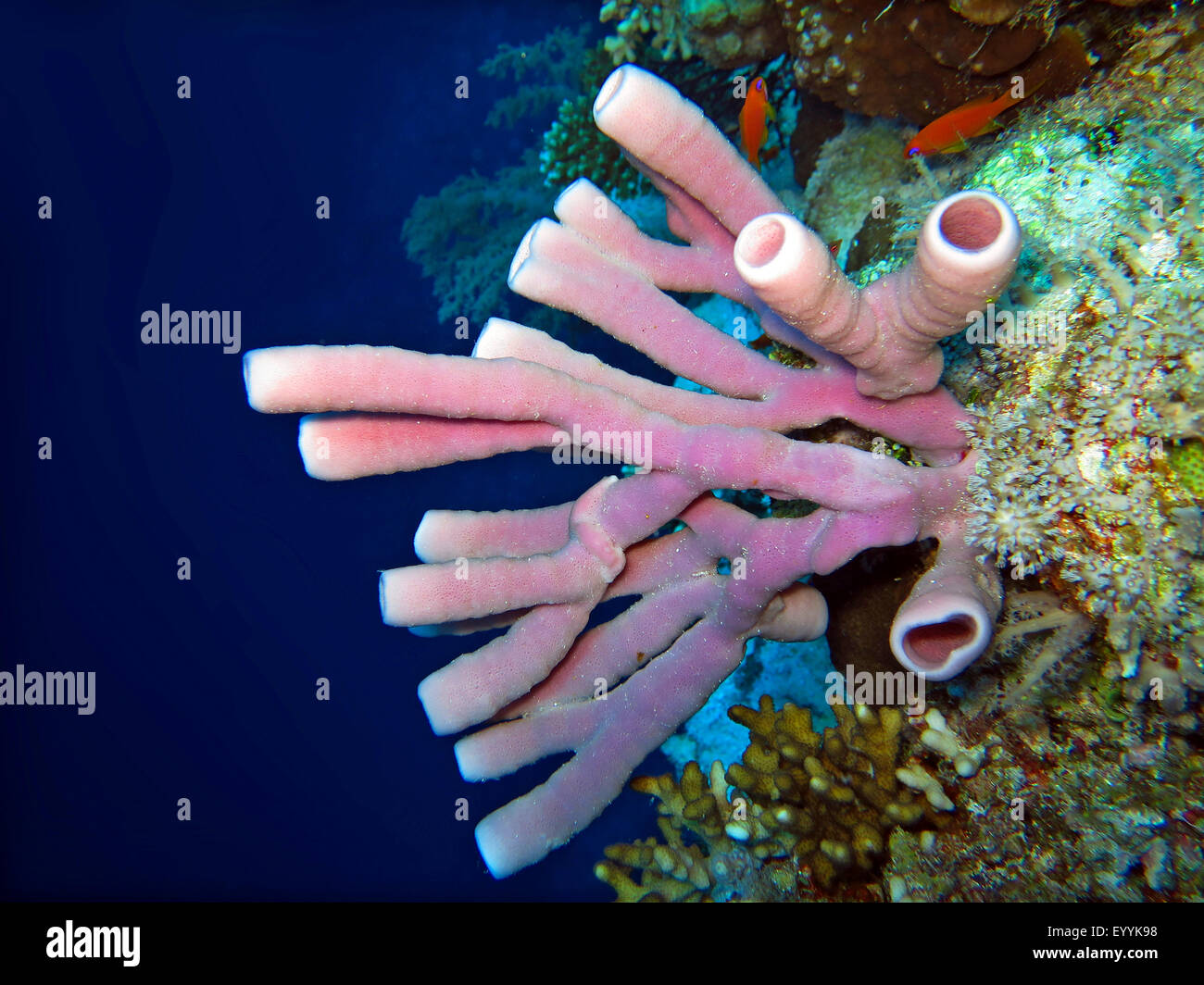 Tube Colonial-éponge (Siphonochalina siphonella), à une barrière de ...