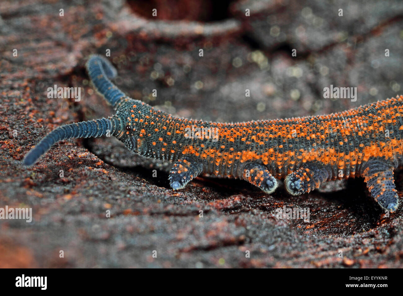 Velvet worms Banque de photographies et d’images à haute résolution - Alamy