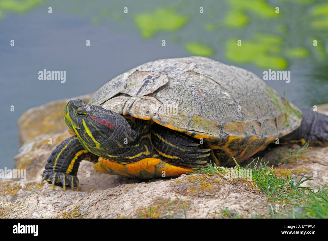 La Tortue Rouge Banque d'image et photos - Alamy