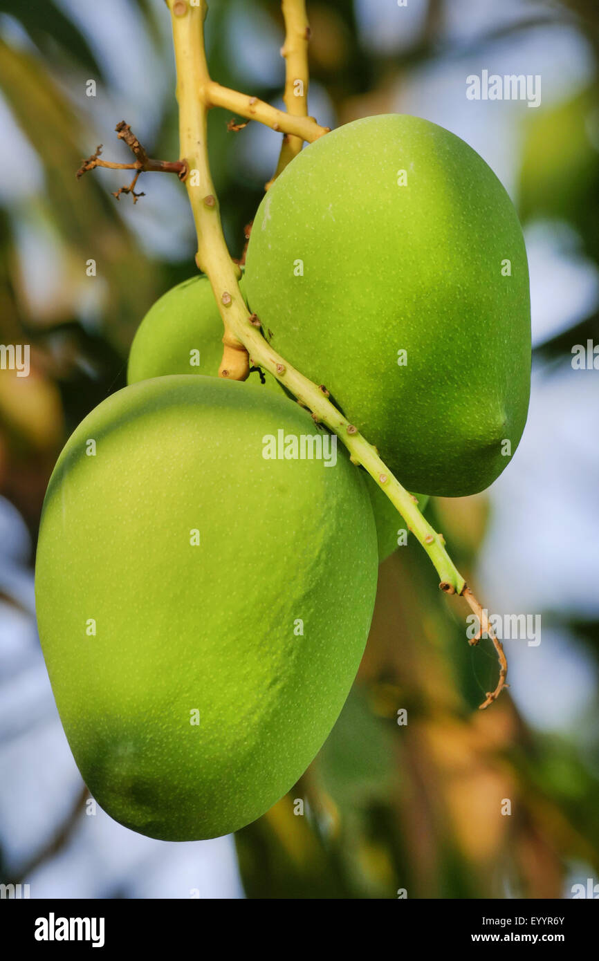 Manguier (Mangifera indica), les fruits immatures sur un arbre, en ...