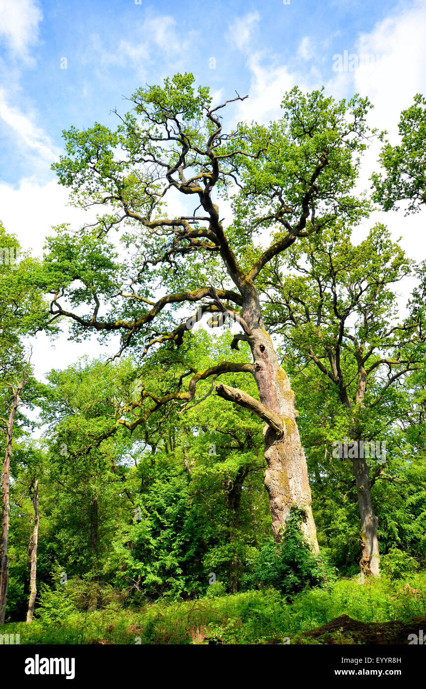 Le chêne commun, le chêne pédonculé, chêne pédonculé (Quercus robur ...