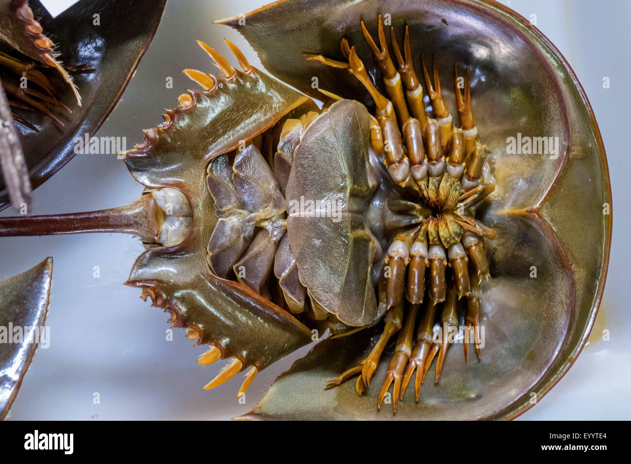 Atlantic limules (Limulus polyphemus), Atlantique limules au marché ...