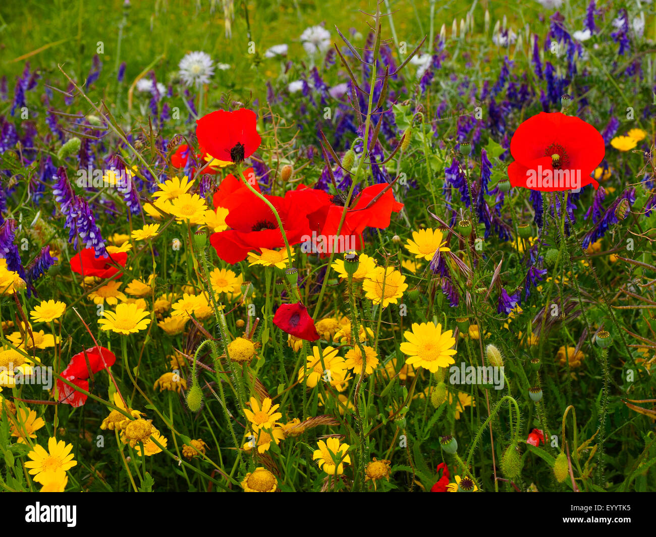 Pavot coquelicot, Commun, Rouge Coquelicot (Papaver rhoeas), bloomng ...