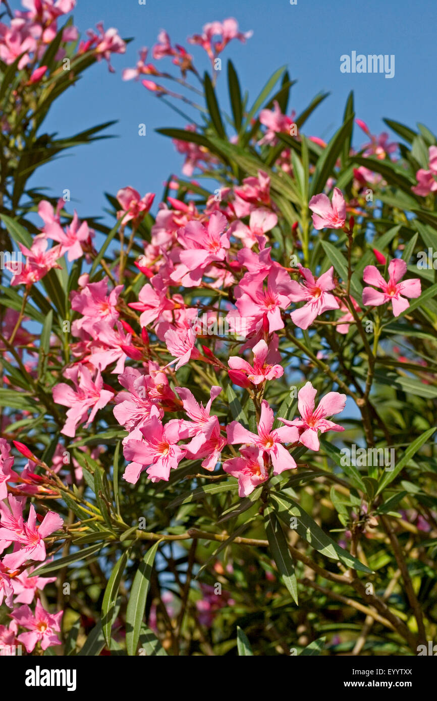 Laurier-rose (Nerium oleander), blooming Photo Stock - Alamy