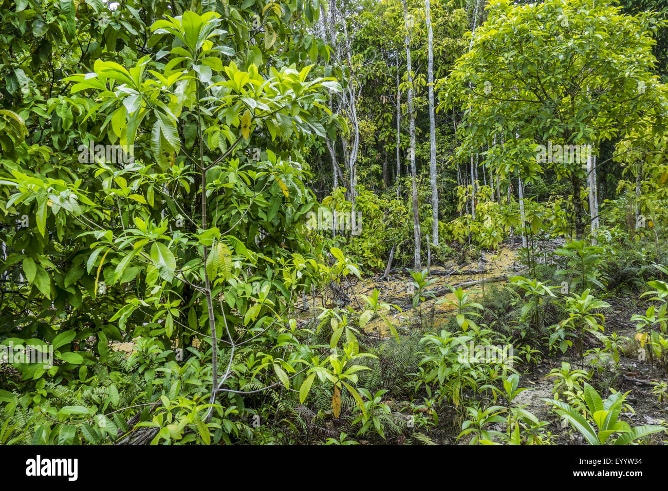 La forêt tropicale humide de Wildlife Sanctuary Sa Morakot, Thaïlande ...