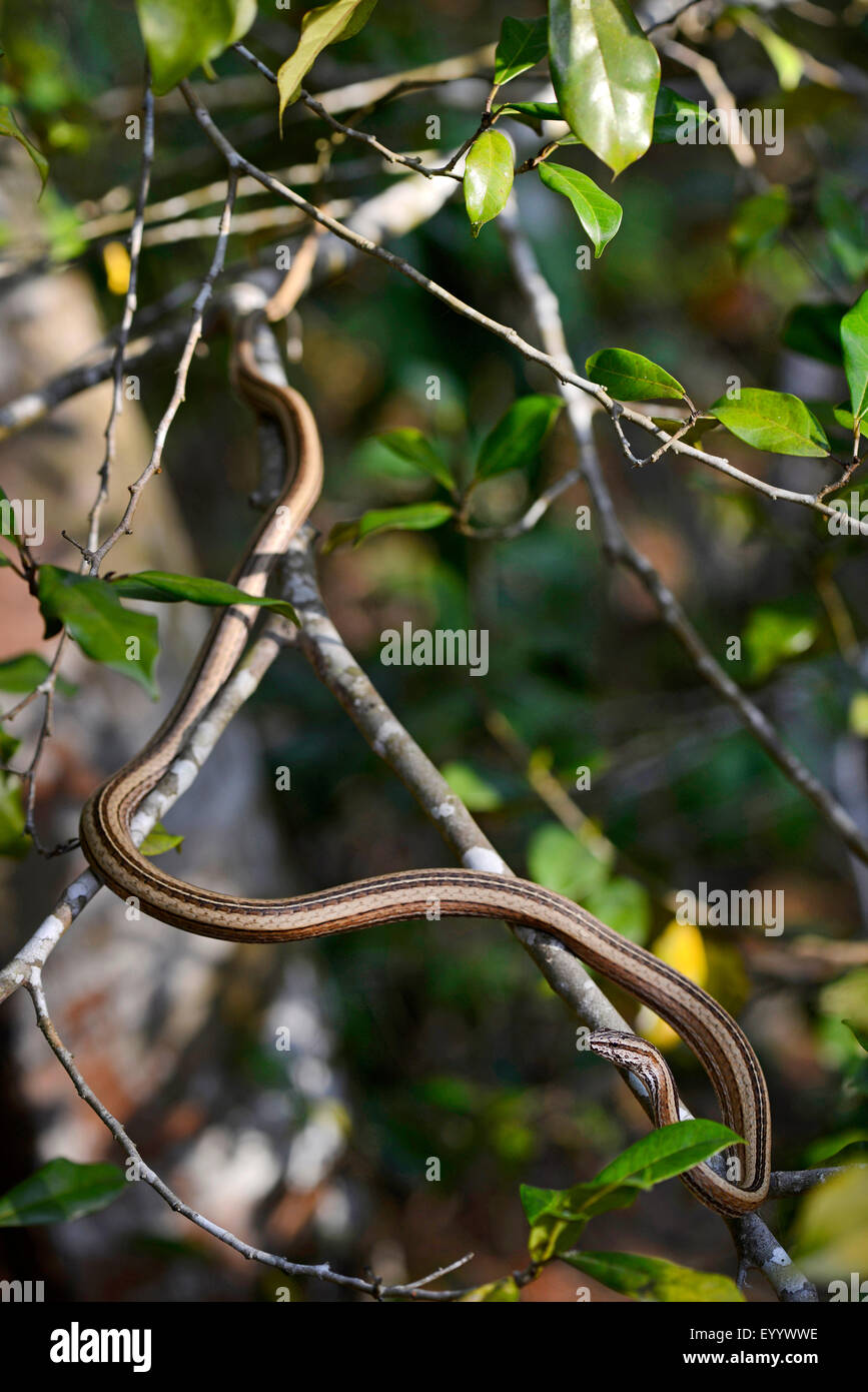 Rampe des arbres Banque de photographies et d’images à haute résolution ...