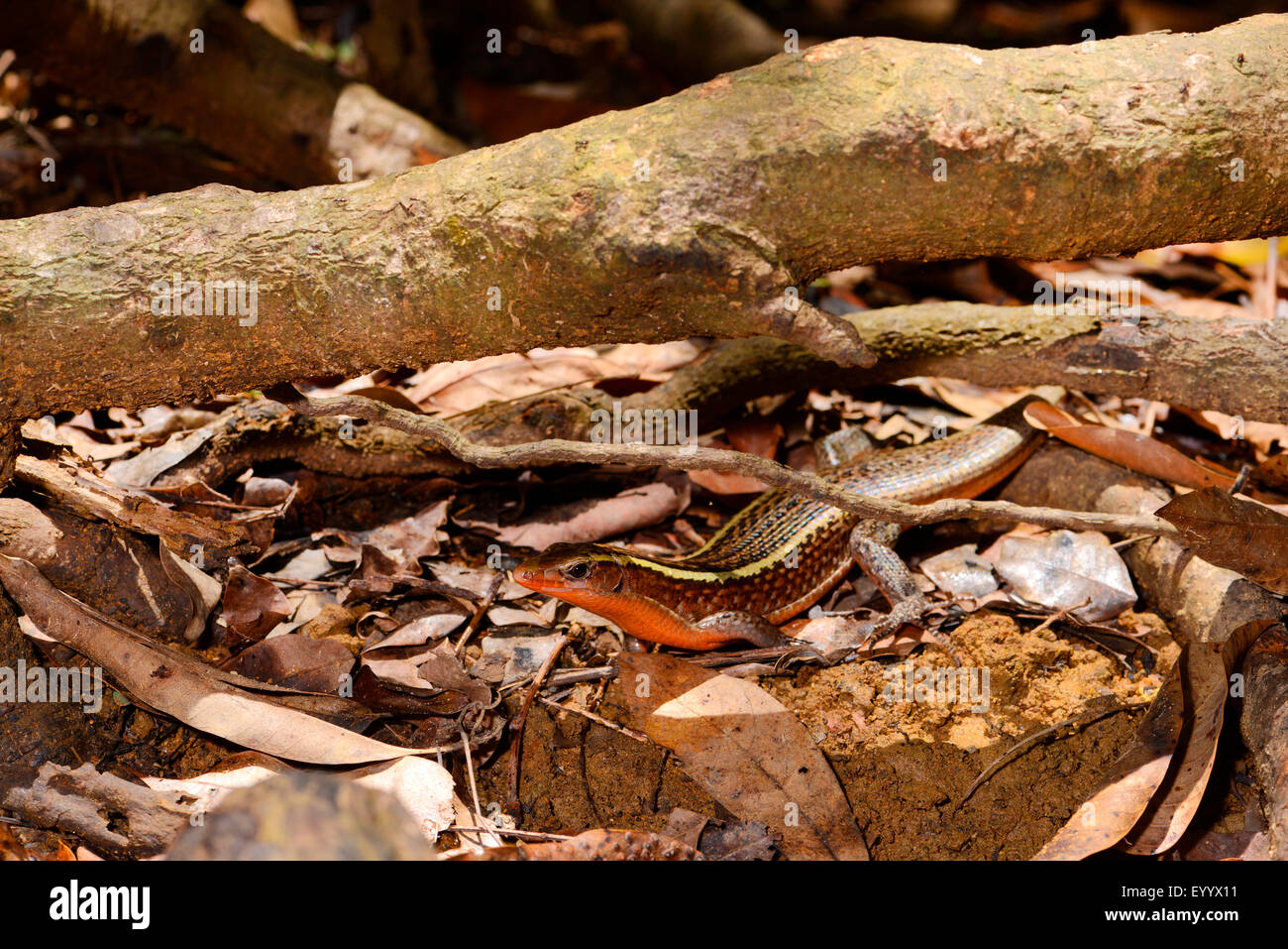 Western girdled lizard, de l'Ouest (Zonosaurus laticaudatus Girdled ...