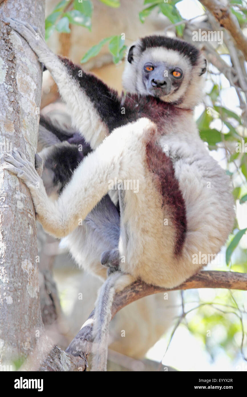 Propithecus Verreauxi Banque d'image et photos - Alamy