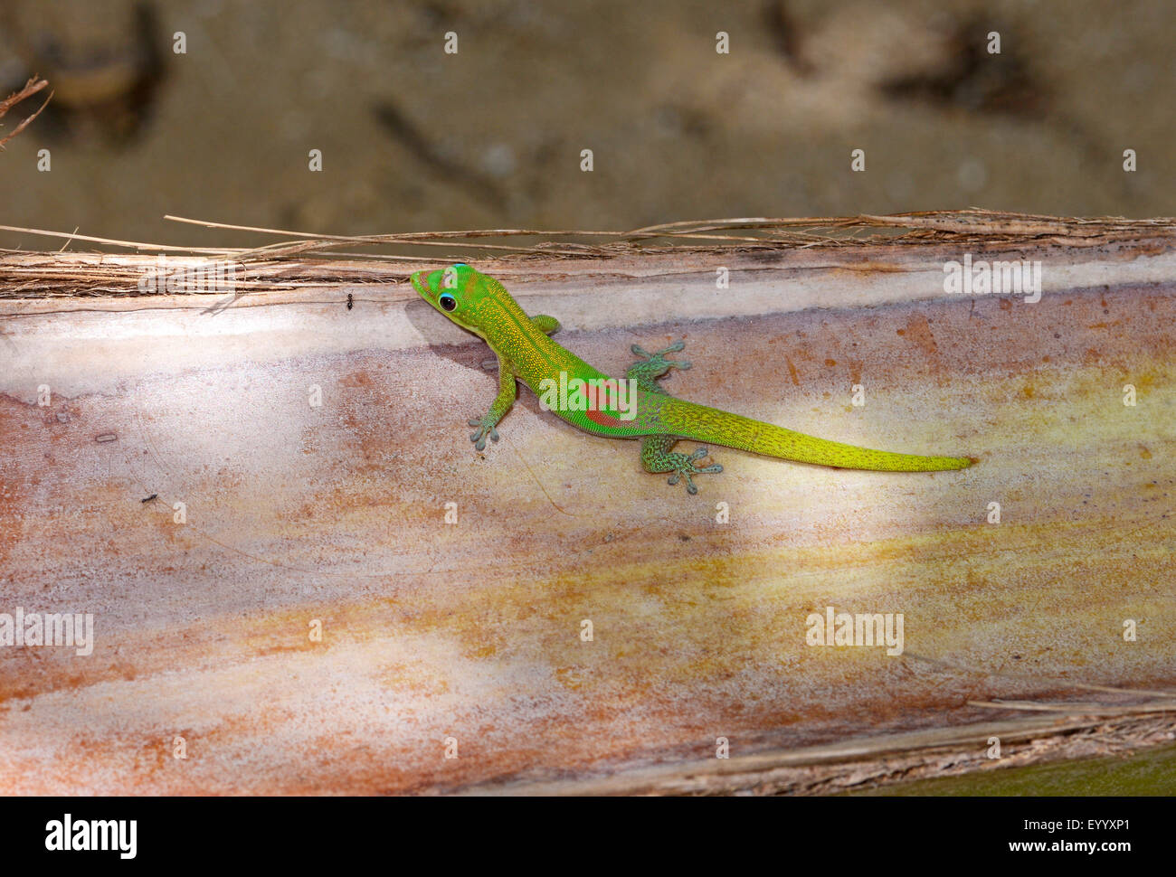 Gecko sur un arbre Banque de photographies et d’images à haute ...