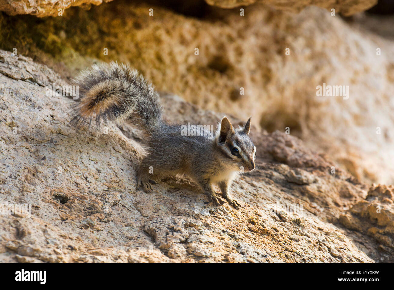 Falaise le tamia rayé (Tamias dorsalis), monte sur un rocher, USA ...