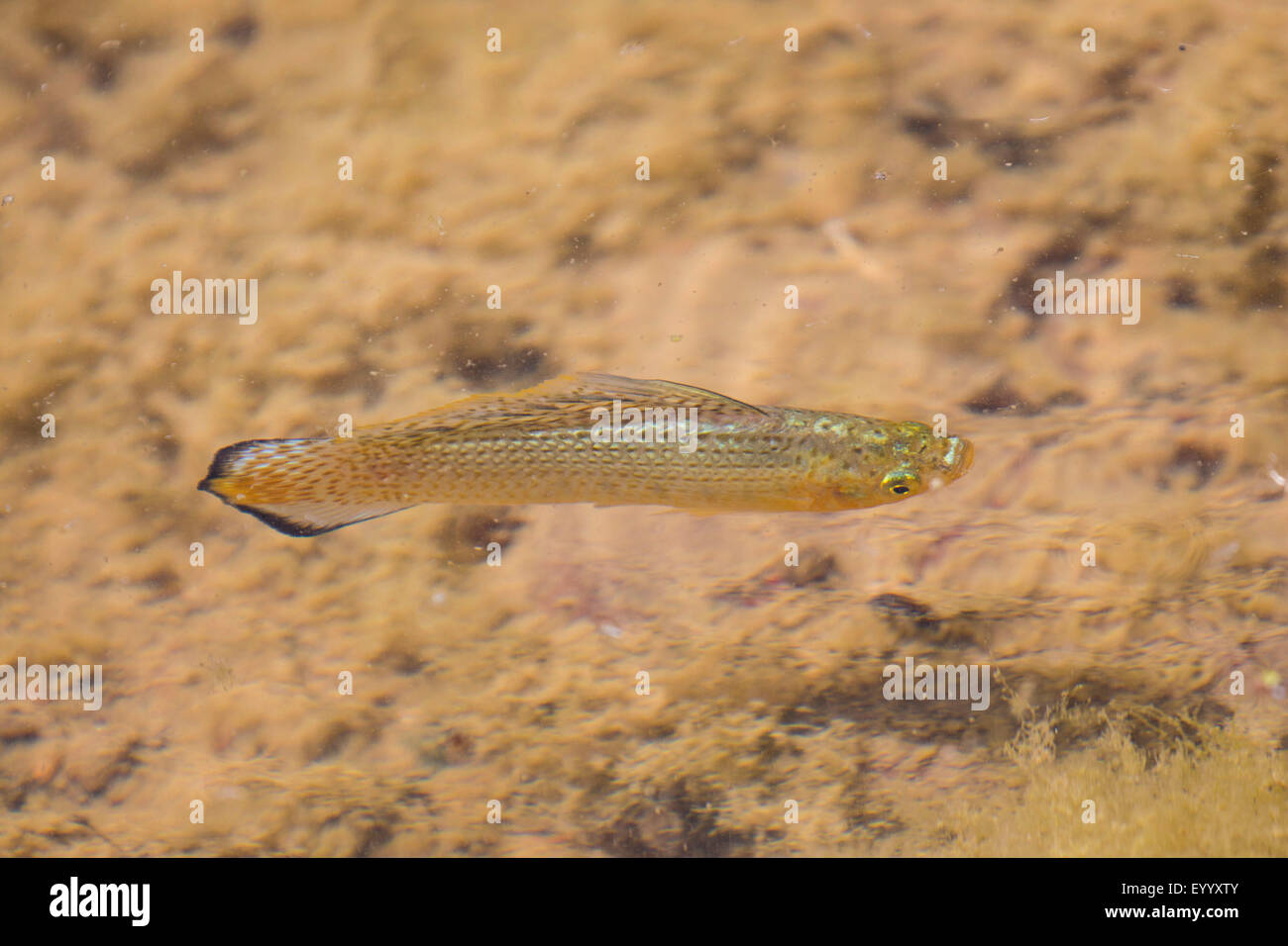 Poecilia velifera Banque de photographies et d’images à haute ...