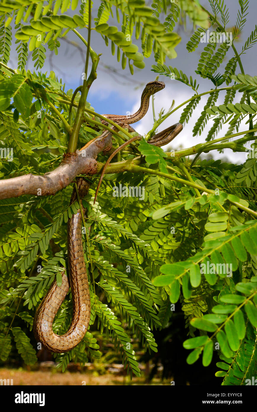 Madagascar's grass snake (Mimophis mahfalensis), monte dans un arbuste ...