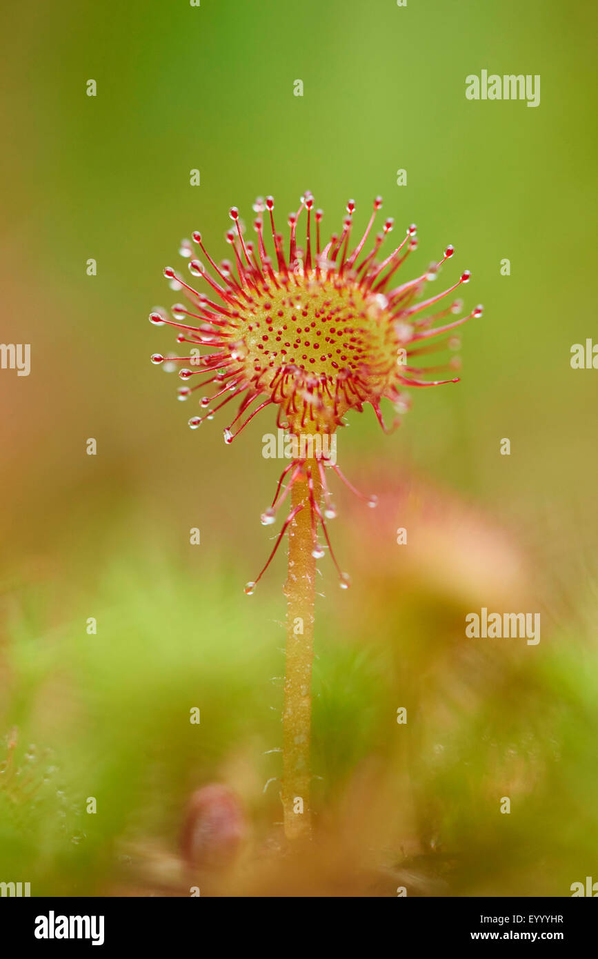 Le rossolis à feuilles rondes, roundleaf Sundew (Drosera rotundifolia ...