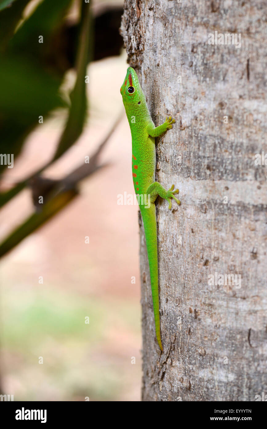 Gecko géant de Madagascar (Phelsuma madagascariensis jour grandis ...